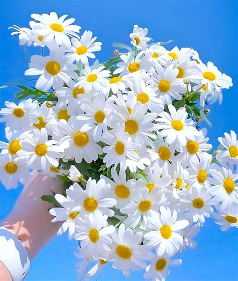 Hoa Cúc đẹp Nhất Thế Giới Hoa Cúc đẹp Nhất Thế Giới Tuyệt Vời Cho Sân Vườn Của Bạn