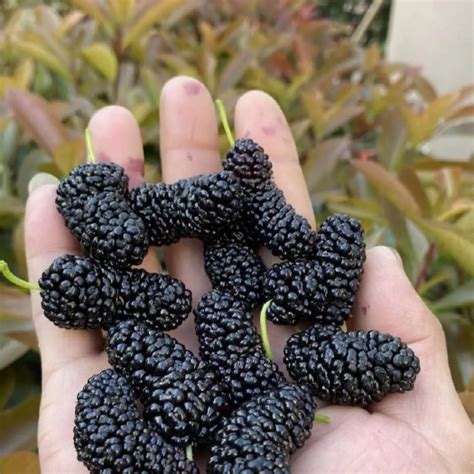 盘点适合北方种植的果树 惠农网