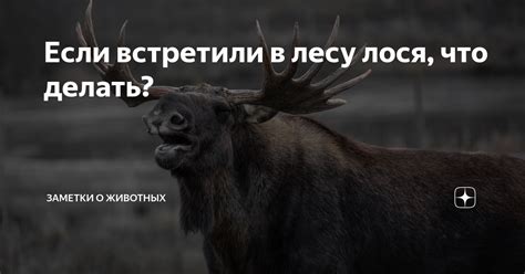 Если встретили в лесу лося что делать Заметки о животных Дзен