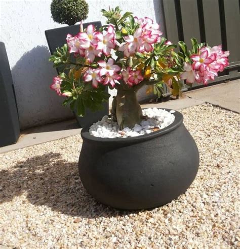Eu Aprendi O Segredo De Como Cuidar Da Rosa Do Deserto Clique Na Foto