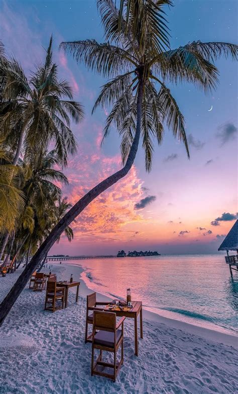 Beaches Wallpapers Beautiful Sunset Scenery With Palm Trees And Chairs The Beach Dream
