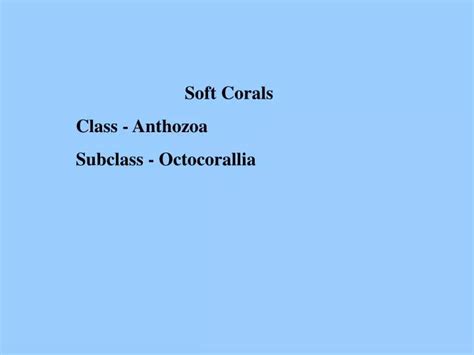Ppt Soft Corals Class Anthozoa Subclass Octocorallia Powerpoint