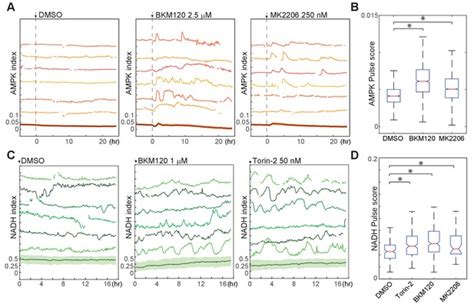 Akt Regulation Of Glycolysis Mediates Bioenergetic Stability In