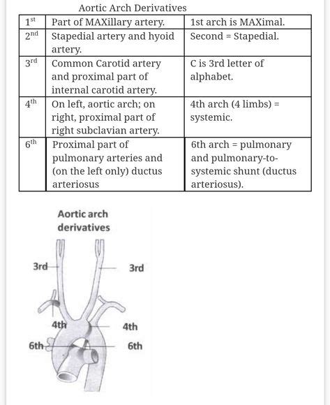 Stapedial Artery And Hyoid Artery