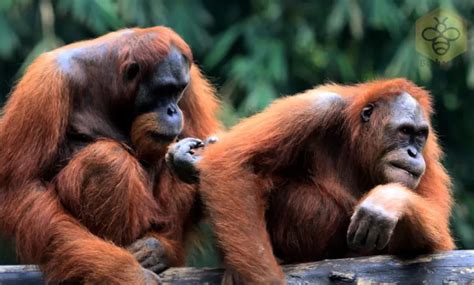 Orangutans Habitat Diet Reproduction Size And More…