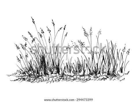Hand Sketch Grass Stock Vector Royalty Free 294473399