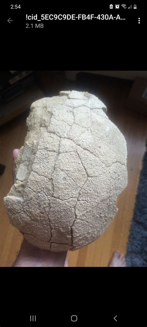 French Sauropod Egg Is It Real How To Recognize Fossil Fabrications