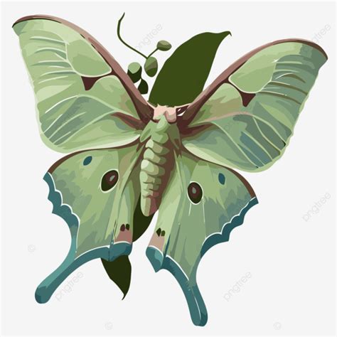 Luna Moth Sticker Clipart Green Moth On Leaf Png Vector Cartoon