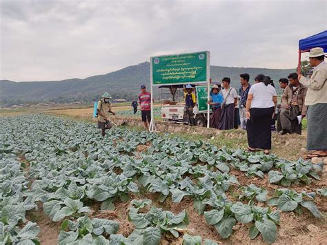 ပေါင်မြို့နယ်၌ ဟင်းသီးဟင်းရွက်သီးနှံများတွင်ကျရောက်တတ်သော ပိုးမွှားရောဂါများအား ဆေးပက်ဖျန်းခြင