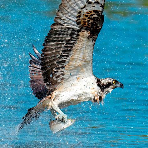 Sns0015 물수리 물고기는 물과 다투지 않습니다 물이 조금 차가우면 차가운 대로 물이 조금 따뜻하면 따뜻한 대로 물살이 조금 빠르면 빠른 대로 물과 같이 어울려