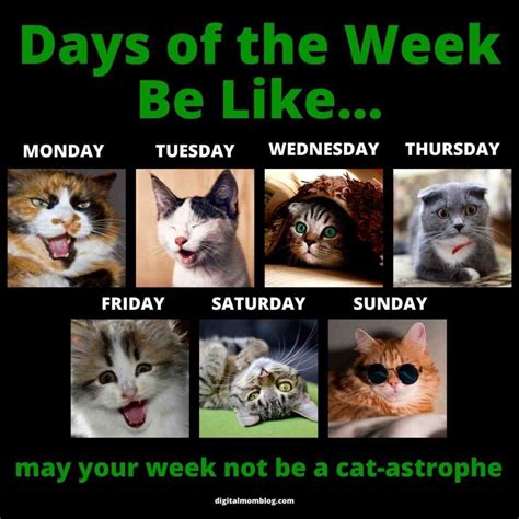 Best Days Of The Week Memes To Laugh At All 7 Days