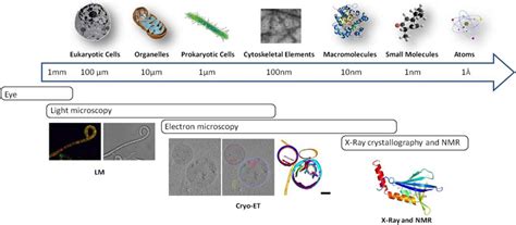 Multidimensional View Of The Bacterial Cytoskeleton Journal Of