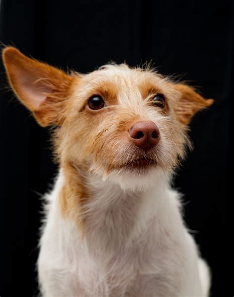 What To Expect After Neutering A Dog Pet Things Drill