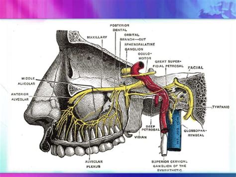 The Maxillary Nerve Pptx