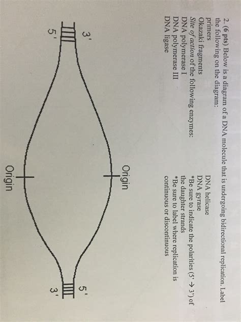 Solved Below Is A Diagram Of A Dna Molecule That Is
