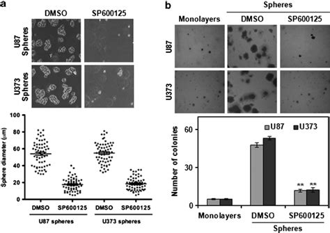 Pharmacological Inhibition Of JNK Suppresses Sphere Formation And
