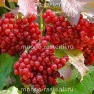 Саженцы калины садовой купить в Москве из питомника в Подмосковье