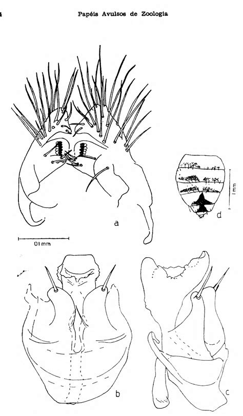 Figure 2 From The Male Genitalia Of Some Neotropical Drosophila Notes