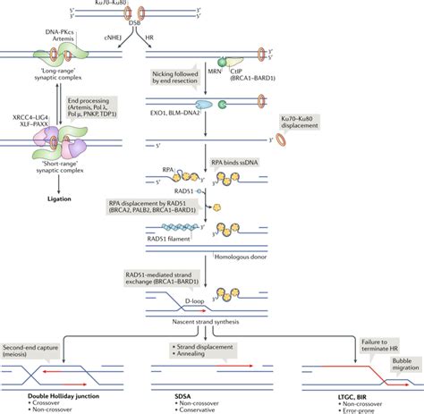 体细胞哺乳动物细胞中的 Dna 双链断裂修复途径选择。nature Reviews Molecular Cell Biology X Mol