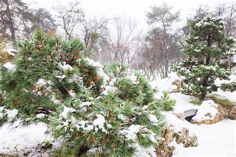 겨울에 는 이슬 방울의 사진이 소나무 바늘에 닫힙습니다 겨울 해동 겨울에 소나무 바늘에 물방울 0명에 대한 스톡 사진 및 기타