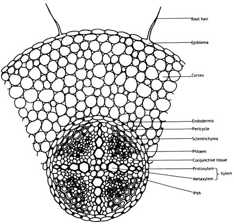 Mbc Biology Anatomy Of Primary Dicot Root
