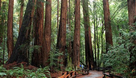 Guía Para El Parque Muir Woods National Monument