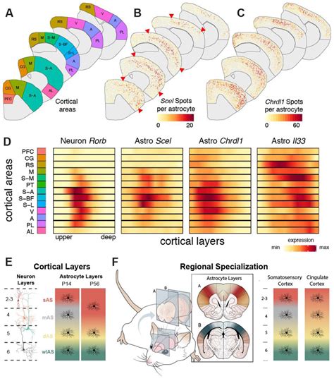 Astrocyte Layers In The Mammalian Cerebral Cortex Revealed By A Single