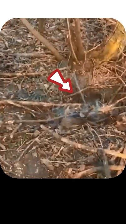 ماجرای نجات این روباه🦊 داستان Youtube