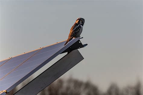 How Nature Can Damage Your Solar Panels North East Solar