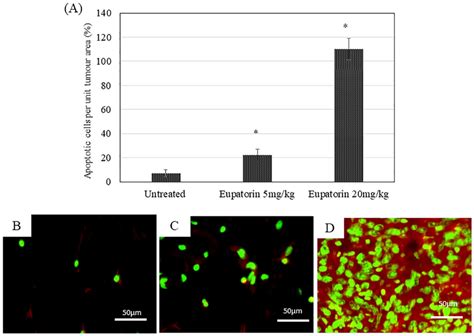 Apoptotic Cells Quantification Of The Harvested Tumor Section Stained