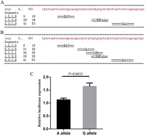 Identification Of Promoter Activity In Snp Rs1550117 Region