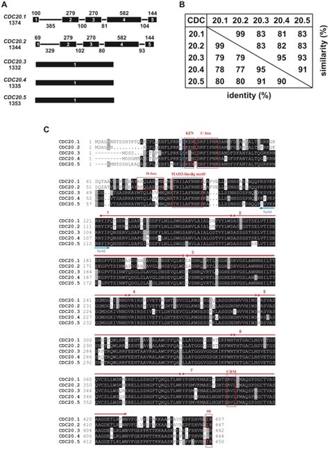 A Exon Intron Sizes In Base Pairs And Organization Of AtCDC S B Download Scientific
