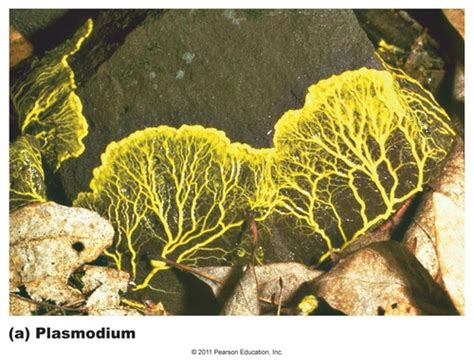 Slime Molds Protists