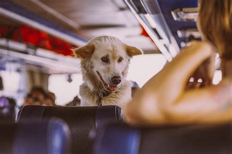 Private Jet Pets What You Need To Know Updated