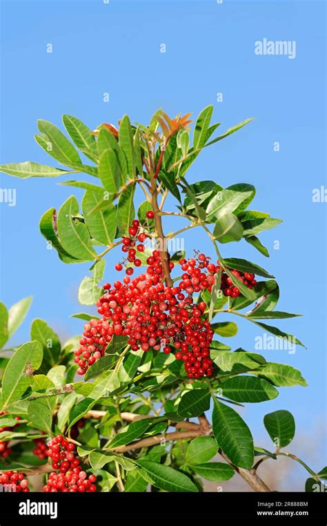Brazilian Pepper Schinus Terebinthifolius Florida Pink Pepper