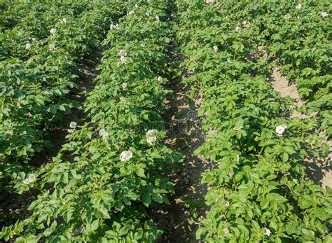 Flowering Potato Plants Potato Plants With Flowers Stock Image Image