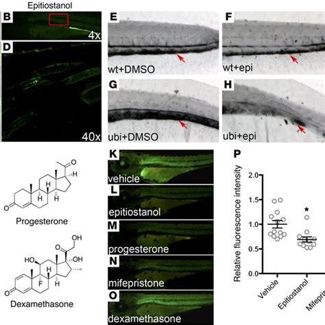 A Small Molecule Screen In Transgenic Zebrafish Identifies Compounds