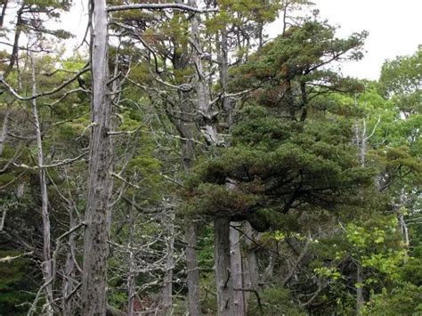 18 Common Trees Native To Maine Includes Evergreen Species