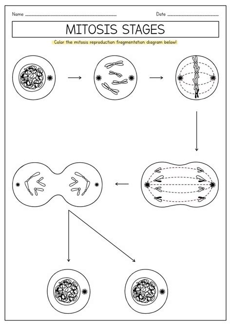 Mitosis Coloring Worksheet Meiosis Mitosis Mitosis Activity
