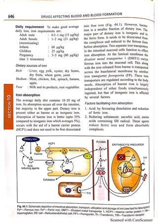 Erythropoiesis PDF Blood Disorders Diseases And Conditions