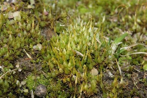 Economic Importance Of Bryophytes Bioquestonline