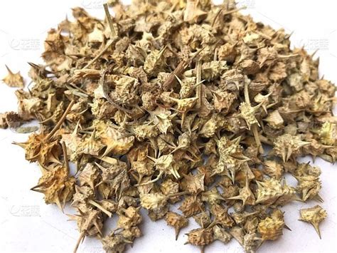 刺藤或刺蒺藜草