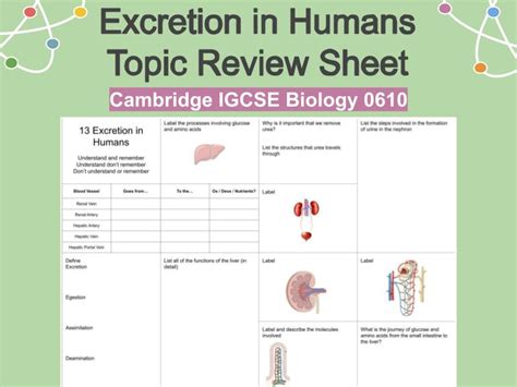 Igcse Biology I Excretion Humans Teaching Resources Excretion In