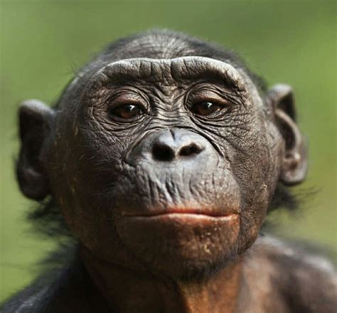 Download Bonobo Portrait Close Up Wallpaper
