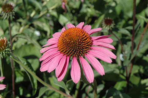 Ruby Star Coneflower Echinacea Purpurea Ruby Star In Wilmette