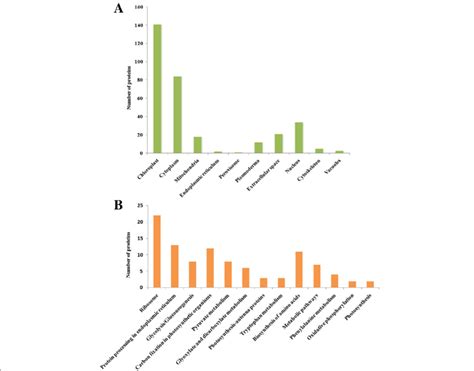 Categories Of Differentially Expressed Proteins A The Subcellular