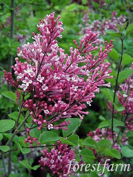 Tinkerbelle Lilac Tree