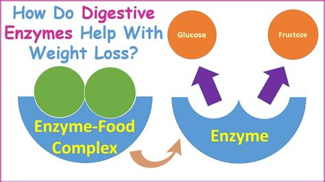 Digestive Enzymes And Weight Loss How Do Digestive Enzymes Help With
