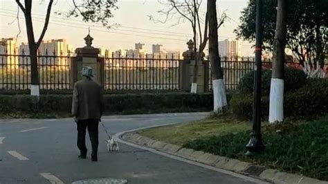 探访“女子用性命对抗遛狗不拴绳”小区，三小时内遛狗者均拴绳澎湃新闻 The Paper