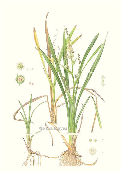 Sparganium Erectum Ninamayes